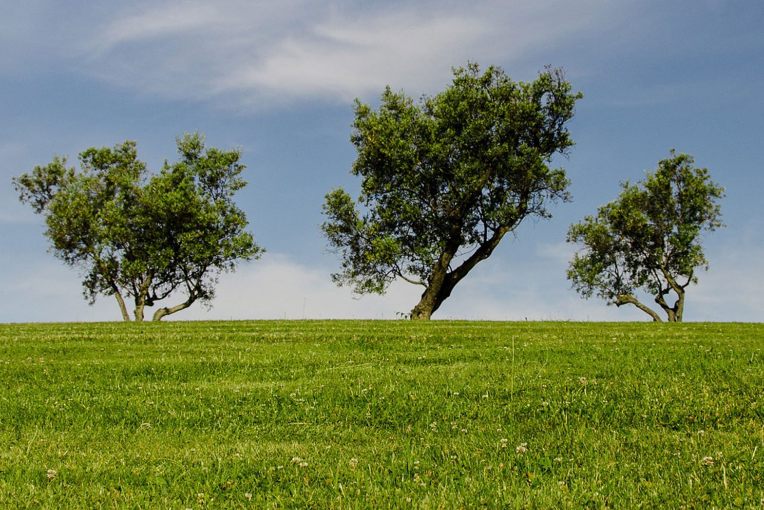 Three Trees – Coco Brooks Inc